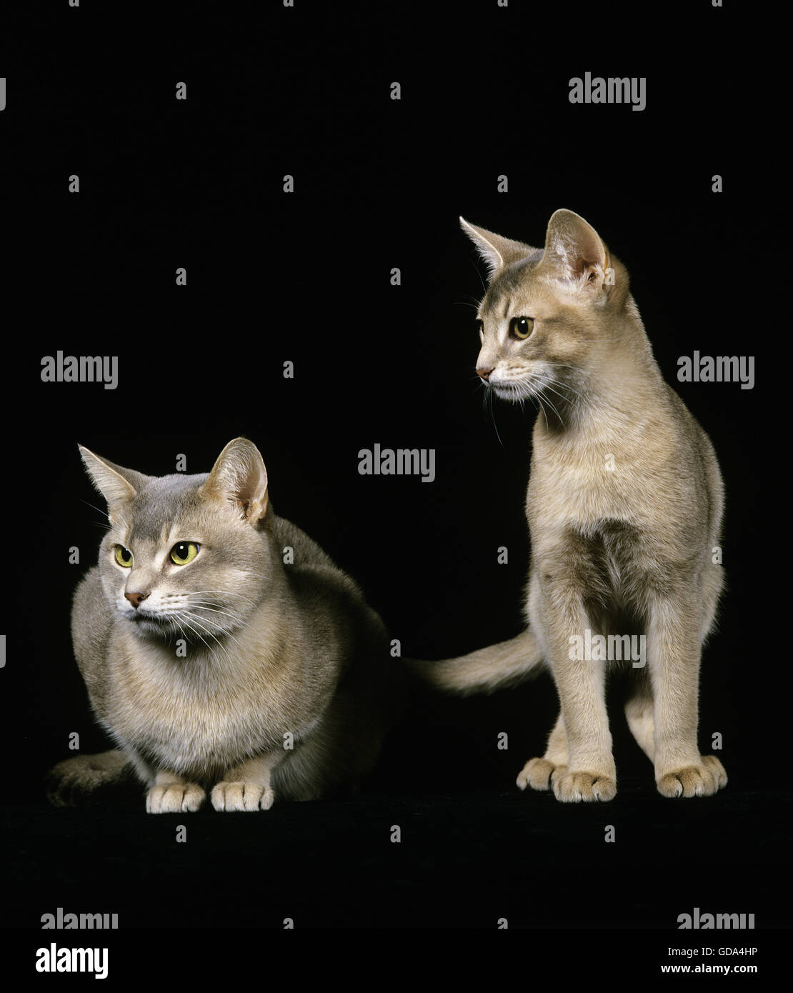 Blue Abyssinian Domestic Cat against Black Background Stock Photo - Alamy