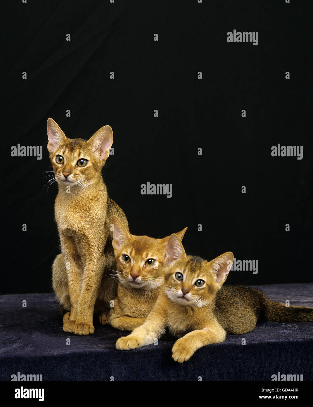 Red Abyssinian Domestic Cat, Pair with Kitten against Black Background ...