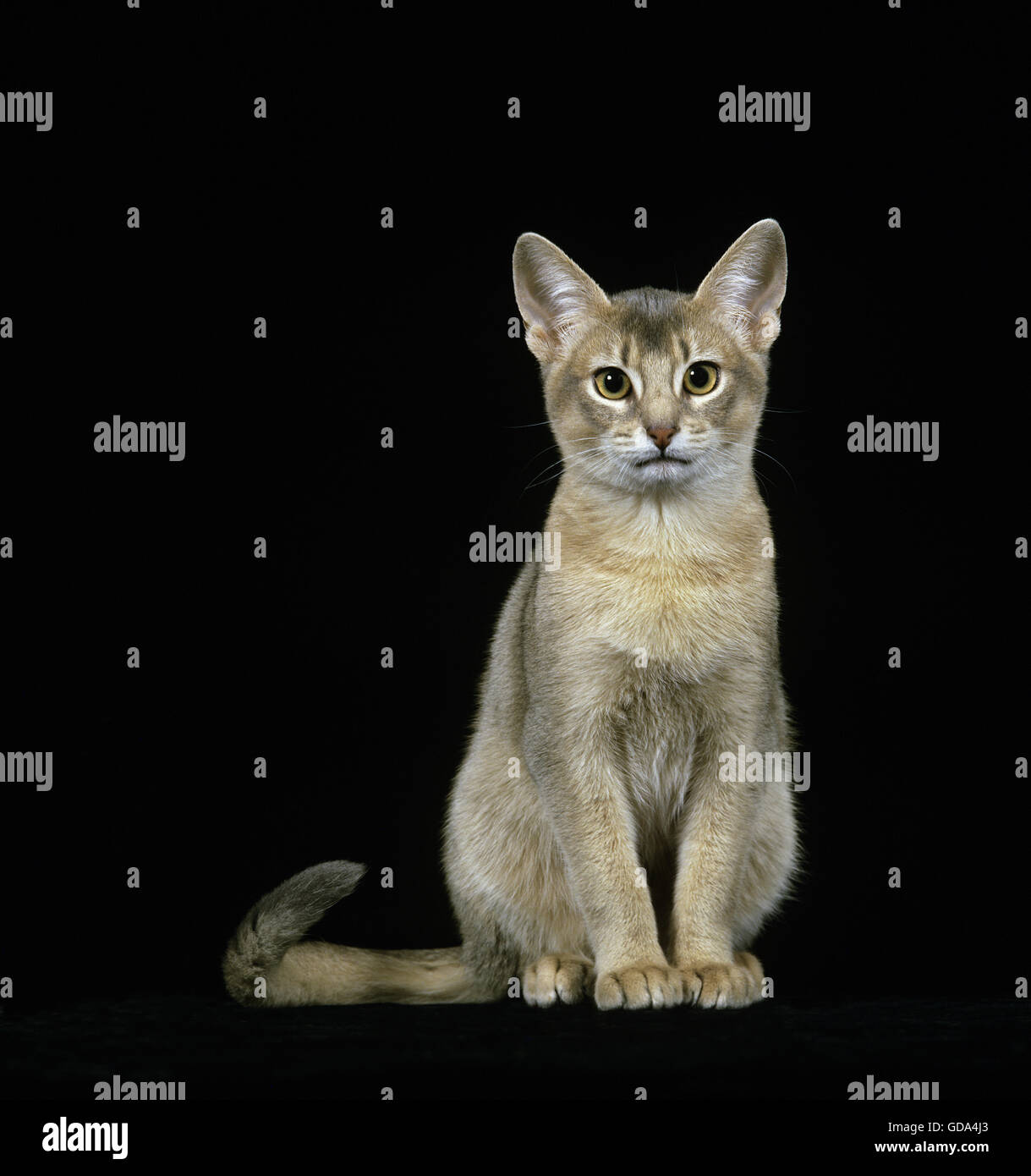 Blue Abyssinian Domestic Cat sitting against Black Background Stock ...