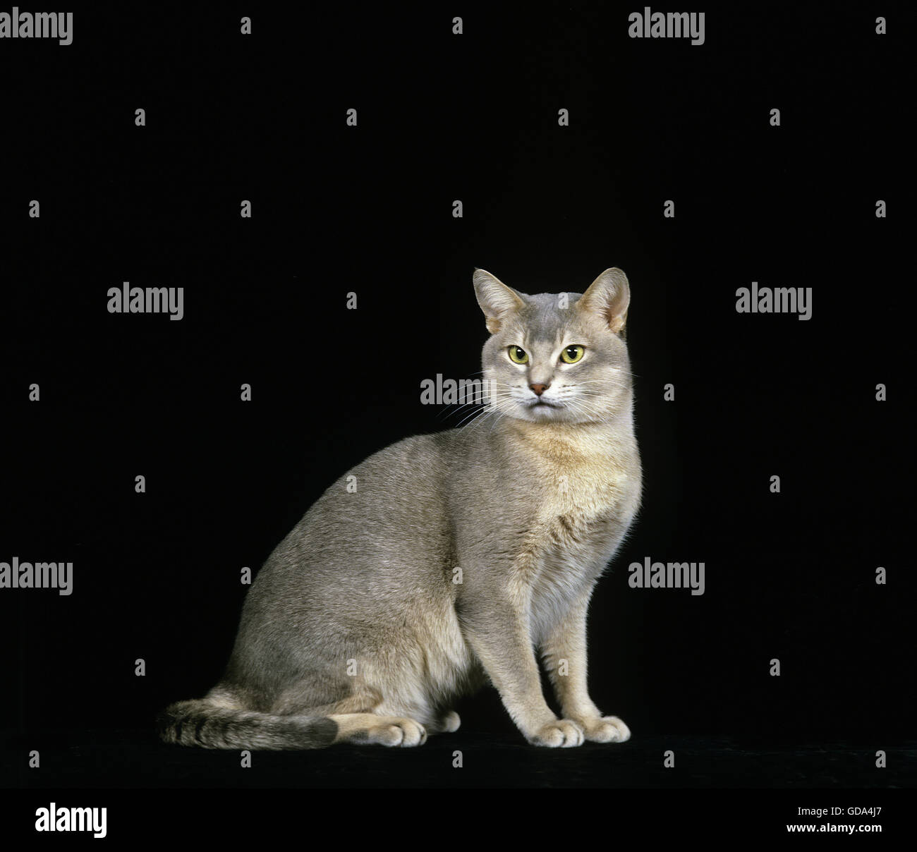 Blue Abyssinian Domestic Cat against Black Background Stock Photo - Alamy