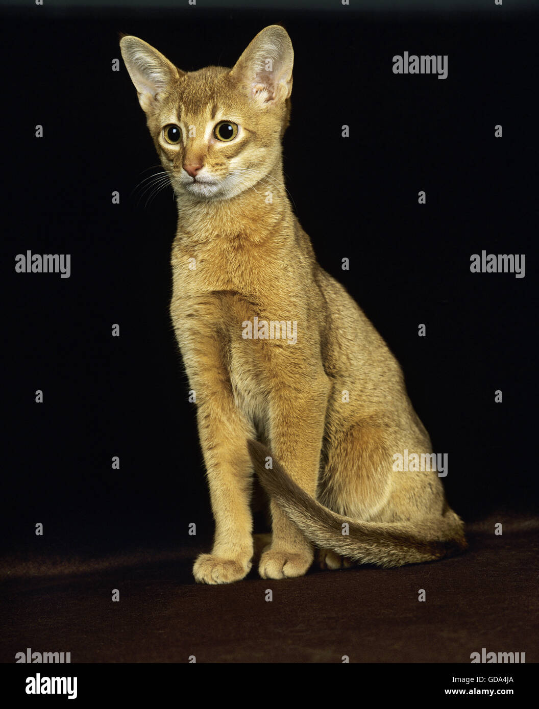 Red Abyssinian Domestic Cat against Black Background Stock Photo - Alamy