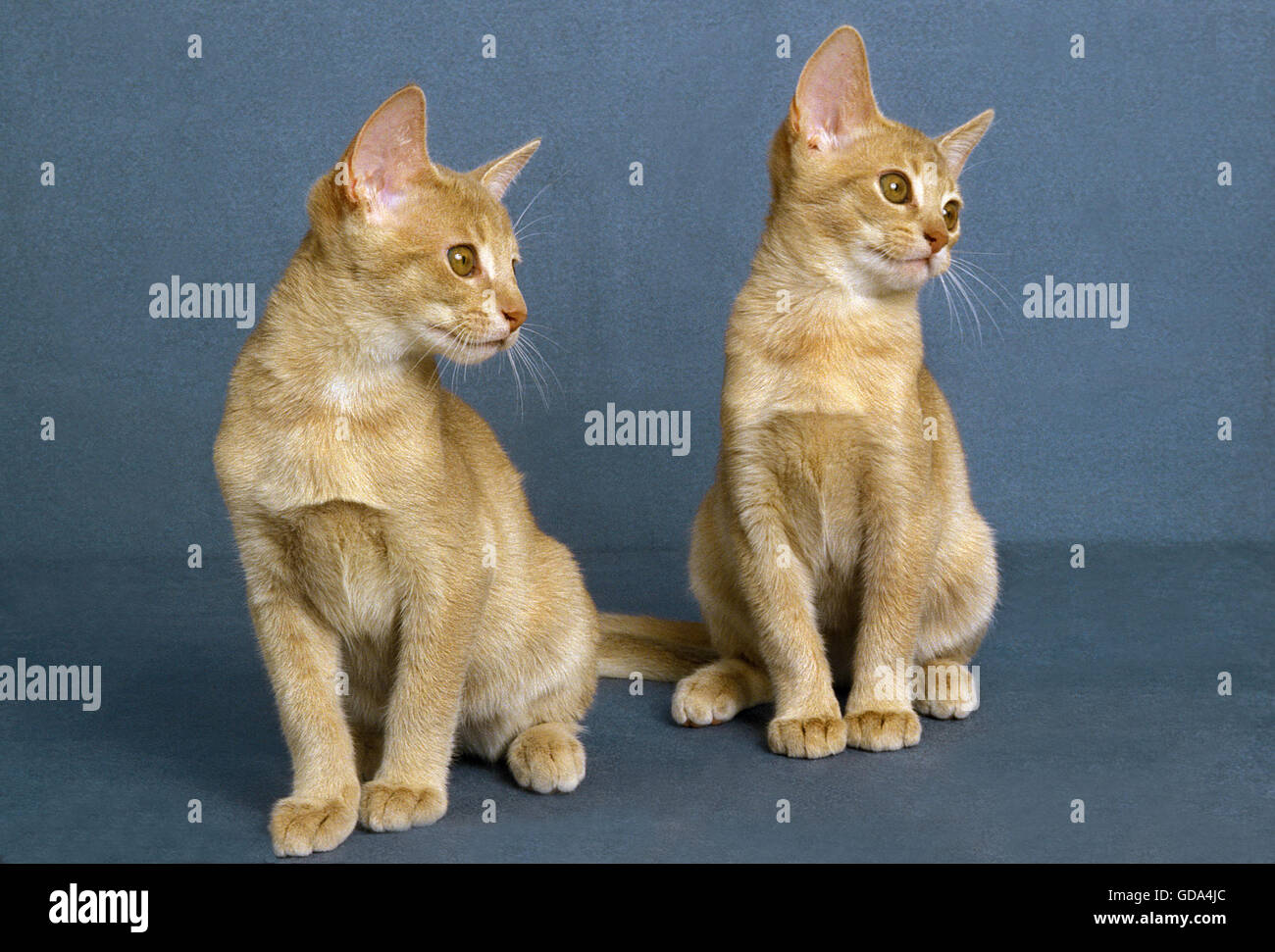 Fawn Abyssinian Domestic Cat, Kitten sitting against Blue Background ...
