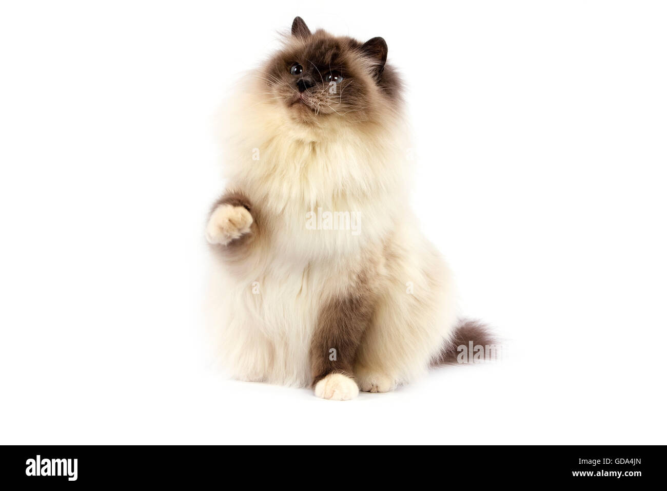 Blue Birmanese Domestic Cat against White Background Stock Photo - Alamy