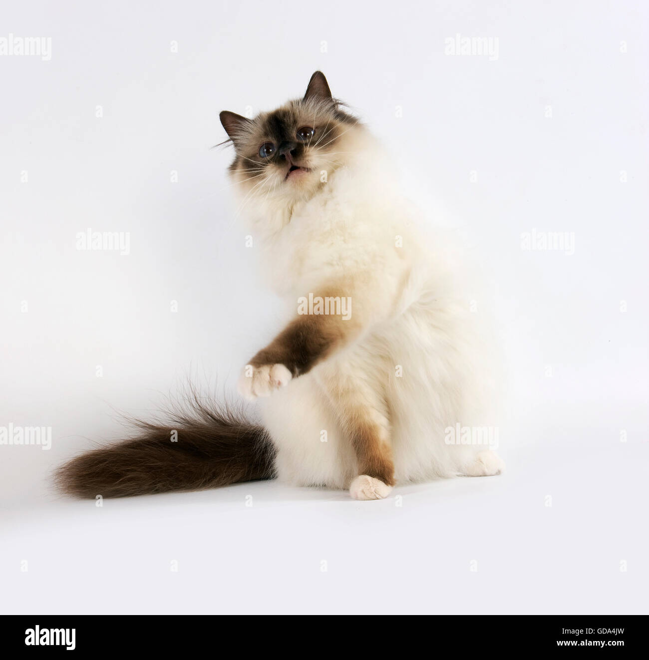 Seal Birmanese Domestic Cat, Adult sitting against White Background ...