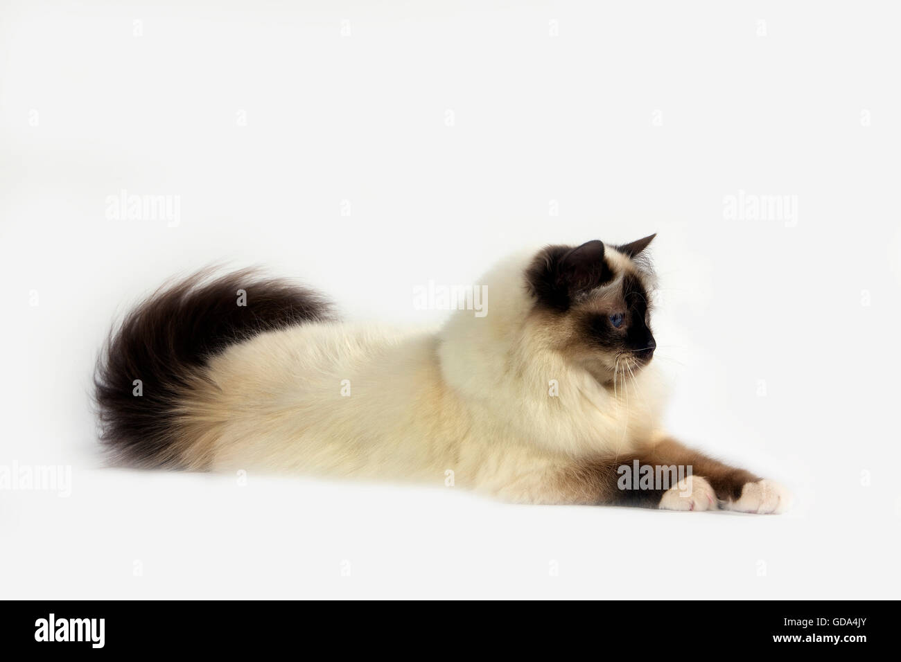Seal Birmanese Domestic Cat laying against White Background Stock Photo ...