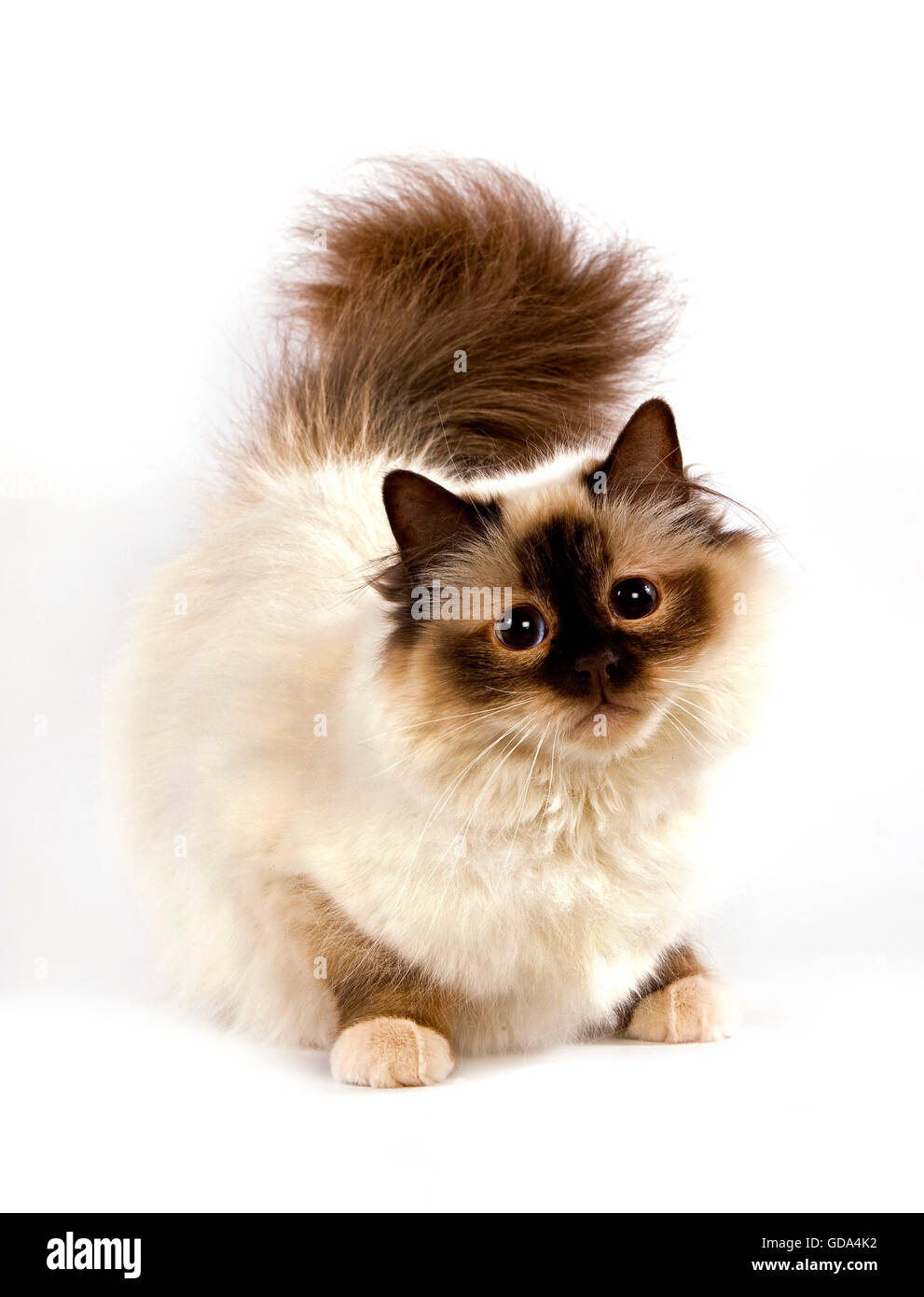 Chocolate Birmanese Domestic Cat, Adult laying against White Background ...