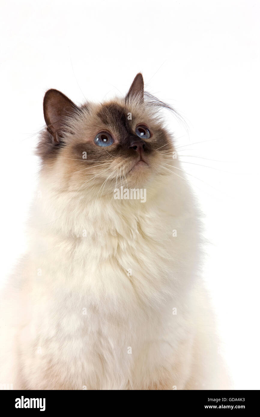 Chocolate Birmanese Domestic Cat against White Background Stock Photo ...