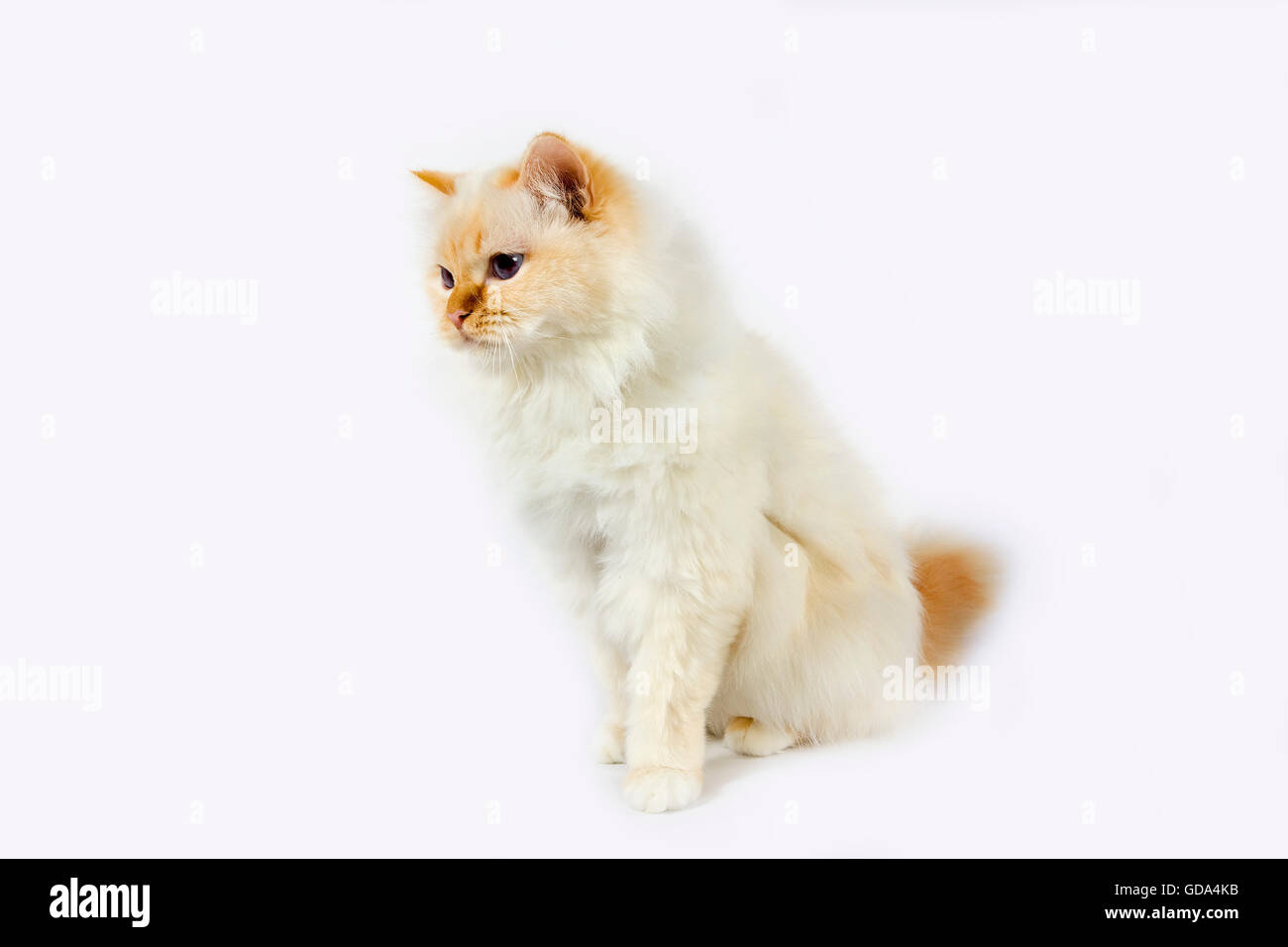 Red birmanese cat hi-res stock photography and images - Alamy