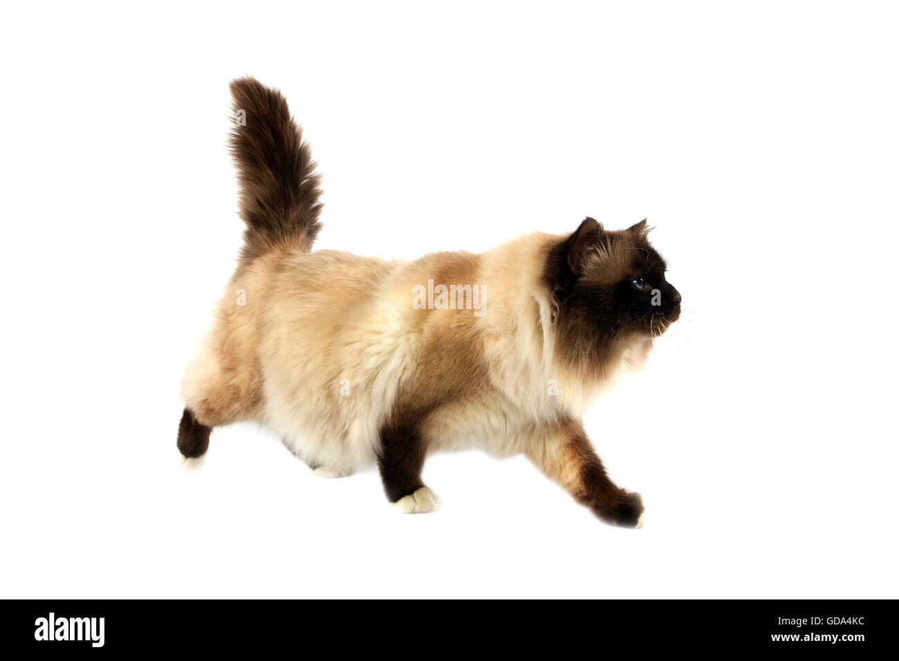 Chocolate Birmanese Domestic Cat against White Background Stock Photo ...