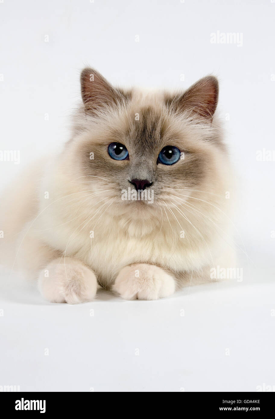 LILAC BIRMANESE CAT Stock Photo - Alamy