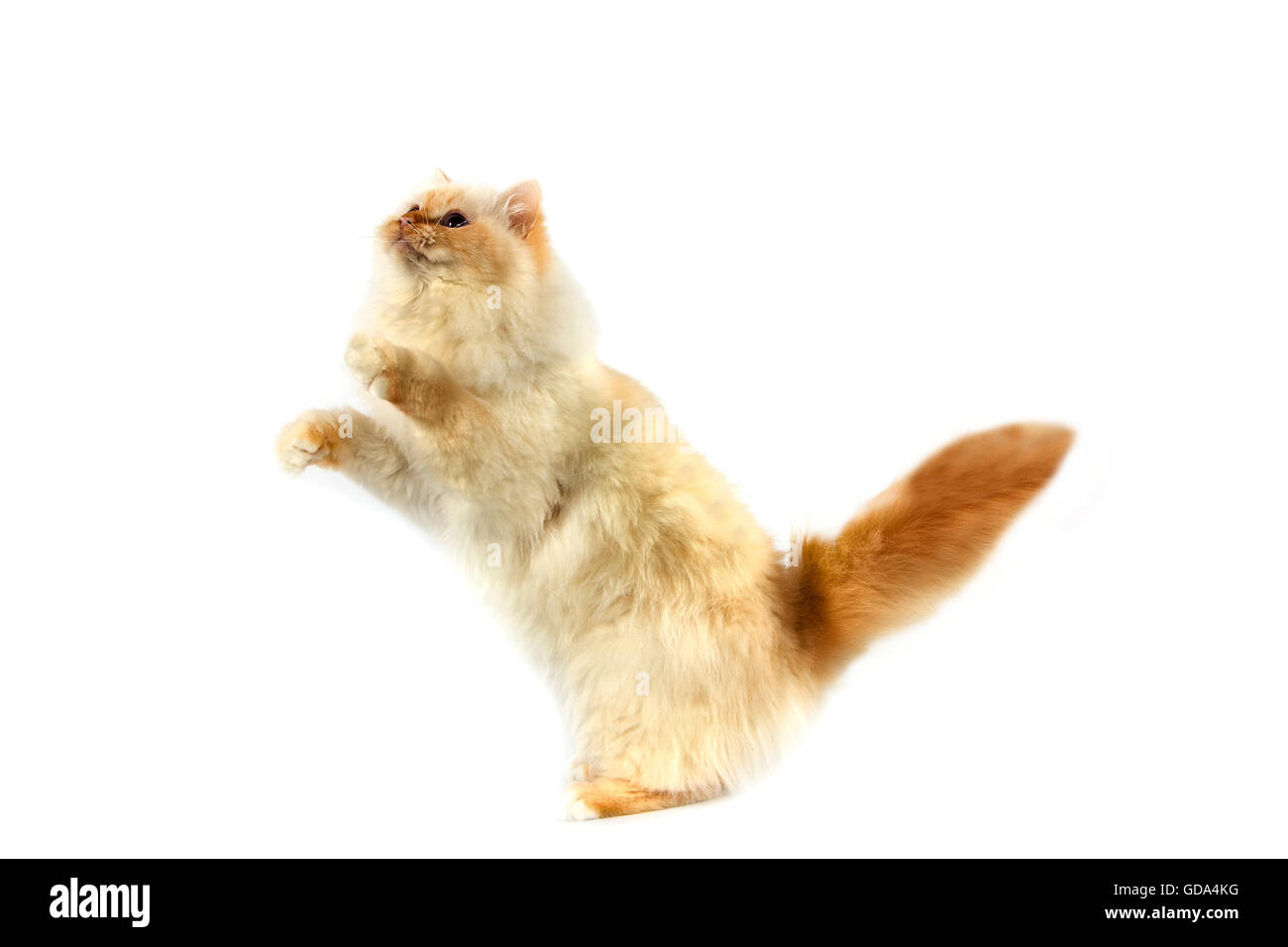 RED BIRMANESE CAT Stock Photo - Alamy