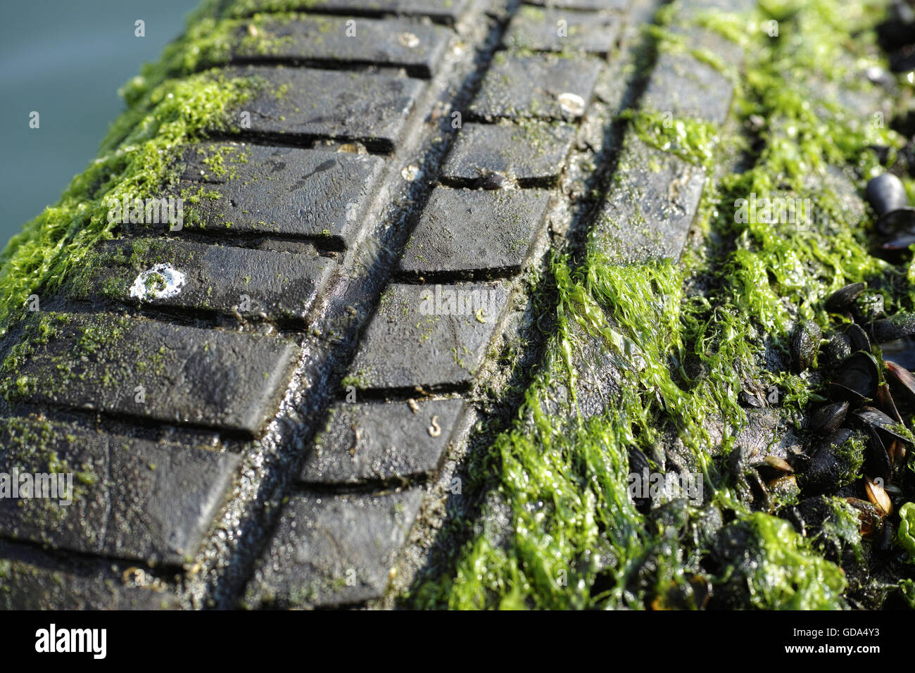 Algae microbiology hi-res stock photography and images - Alamy