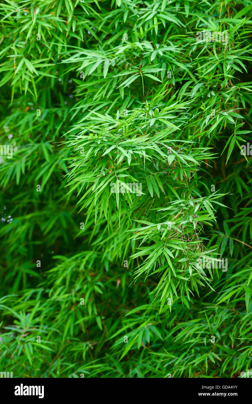 green bamboo forest Stock Photo - Alamy