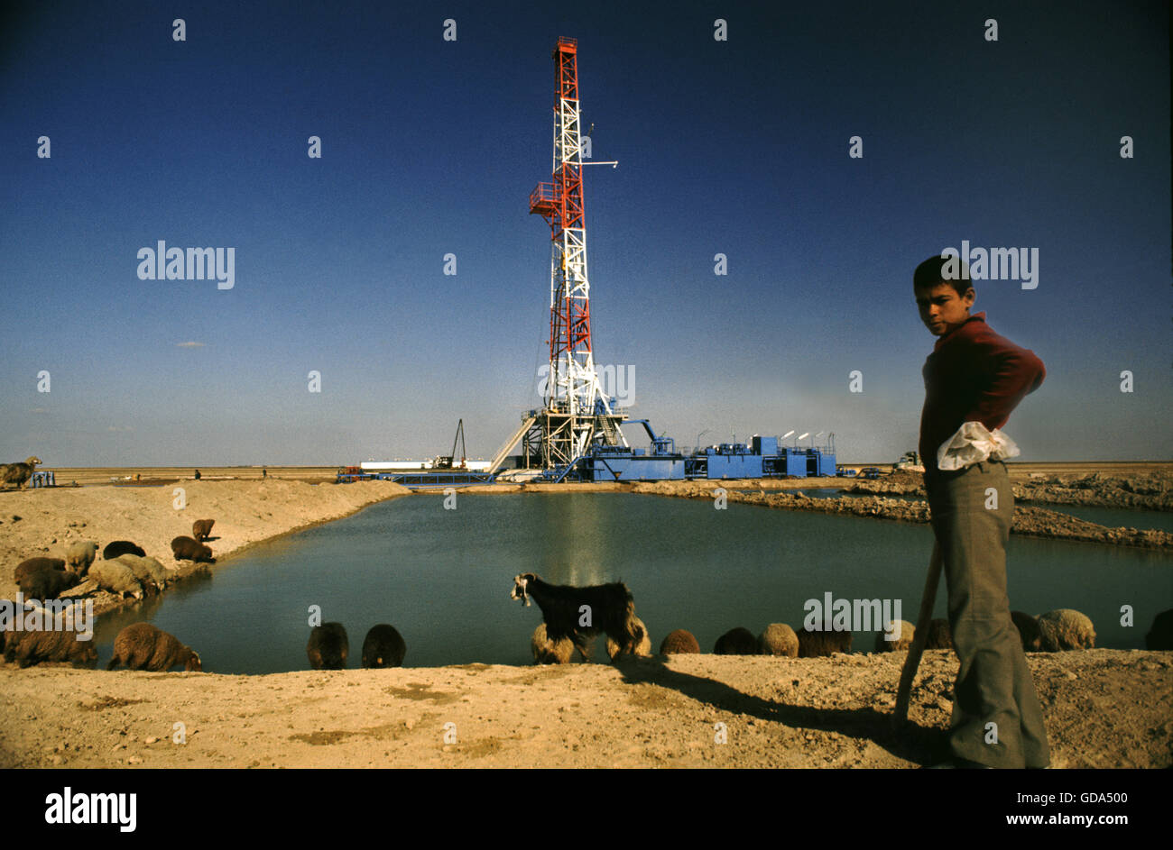 : Shepherd watering his goats and sheep at an oil well drilling rig ...