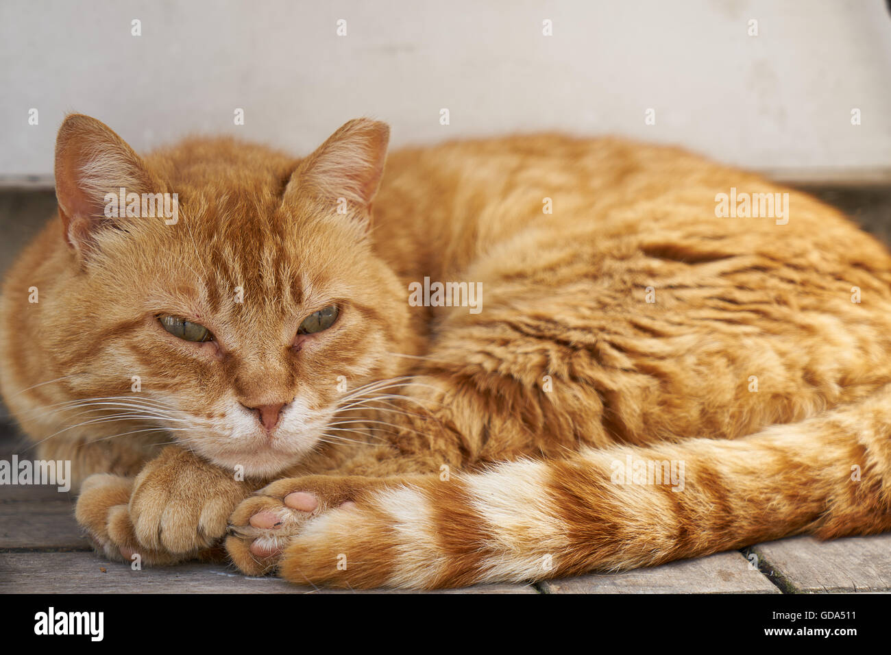 Sony a7 ii hi-res stock photography and images - Alamy