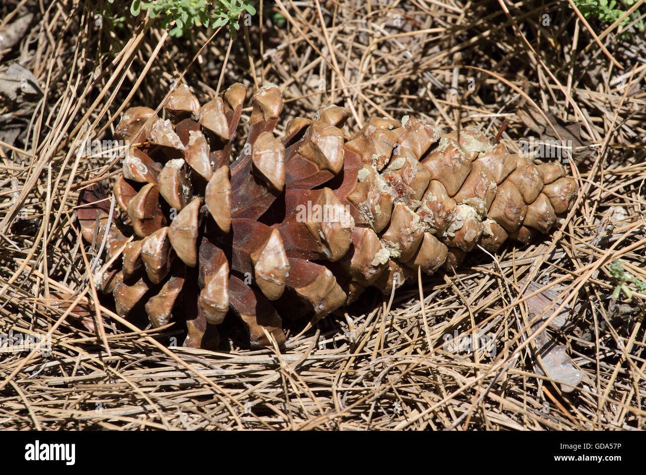 Pine cone. Green prickly branches of a fur-tree. Tenerife, Canarian ...