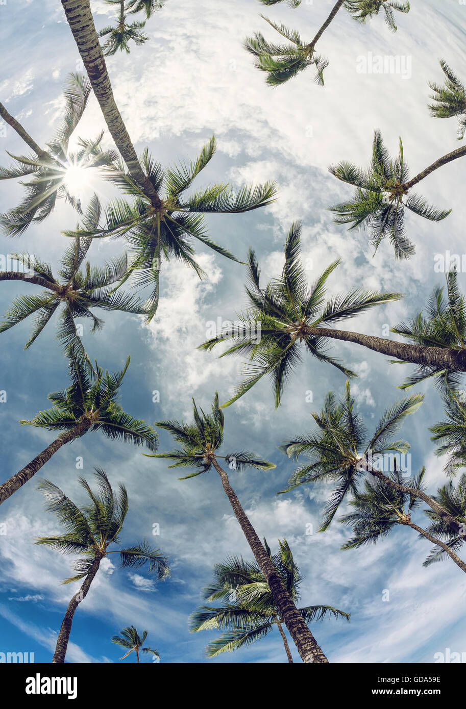 Palm tree tops hi-res stock photography and images - Alamy