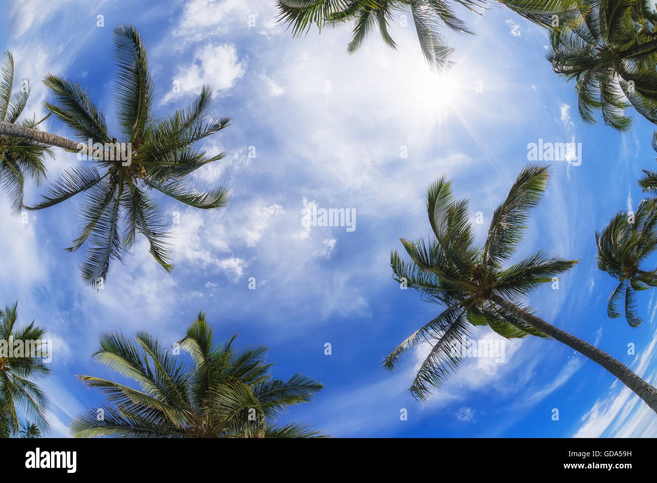 Palm tree tops against blue sky and white clouds on a sunny day Stock ...
