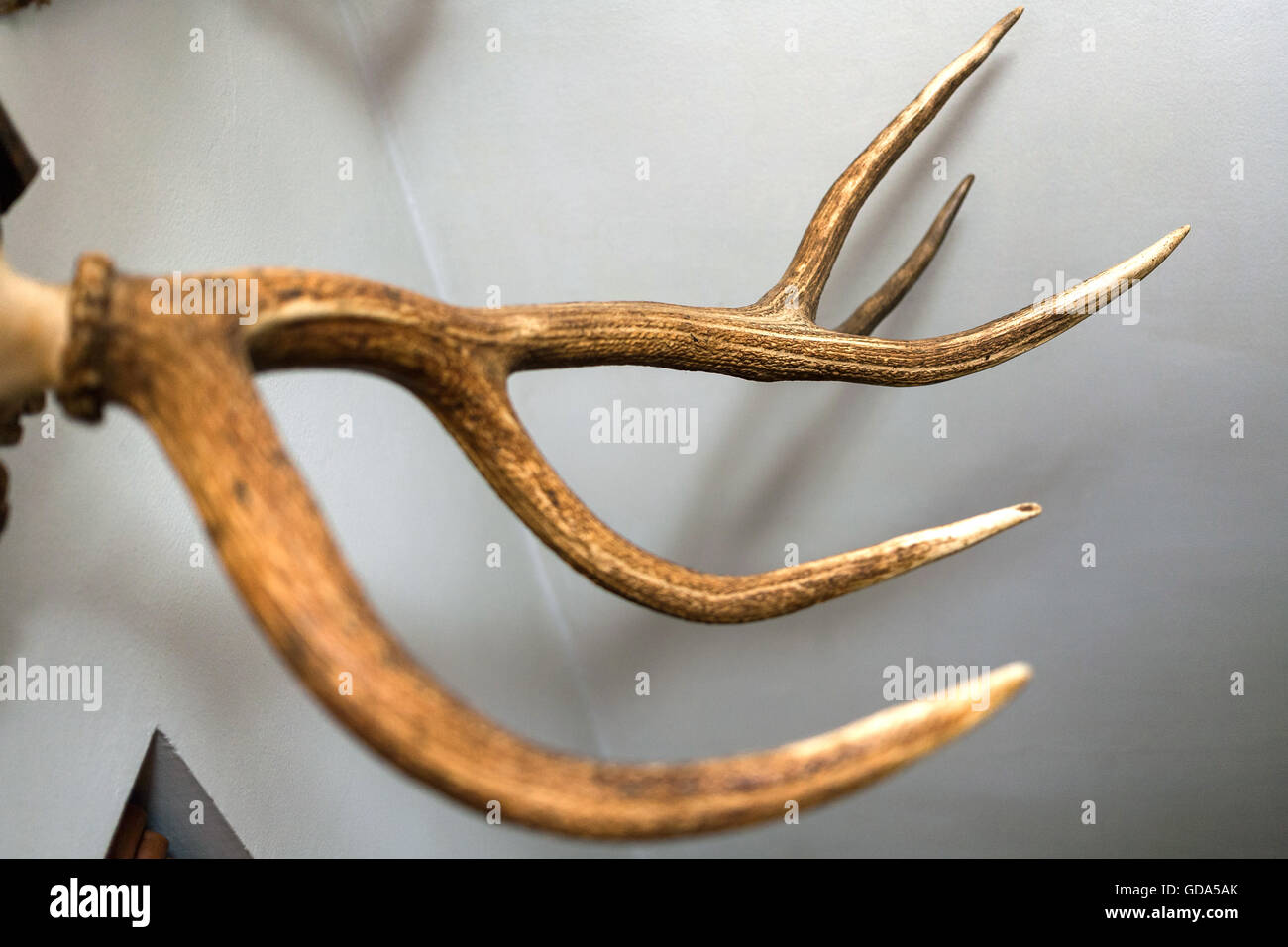 Deer horn hi-res stock photography and images - Alamy