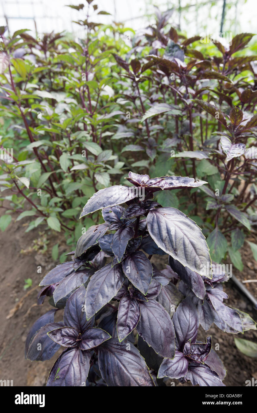 Purple basil growing in a greenhouse on a farm in Oregon's Wallowa ...