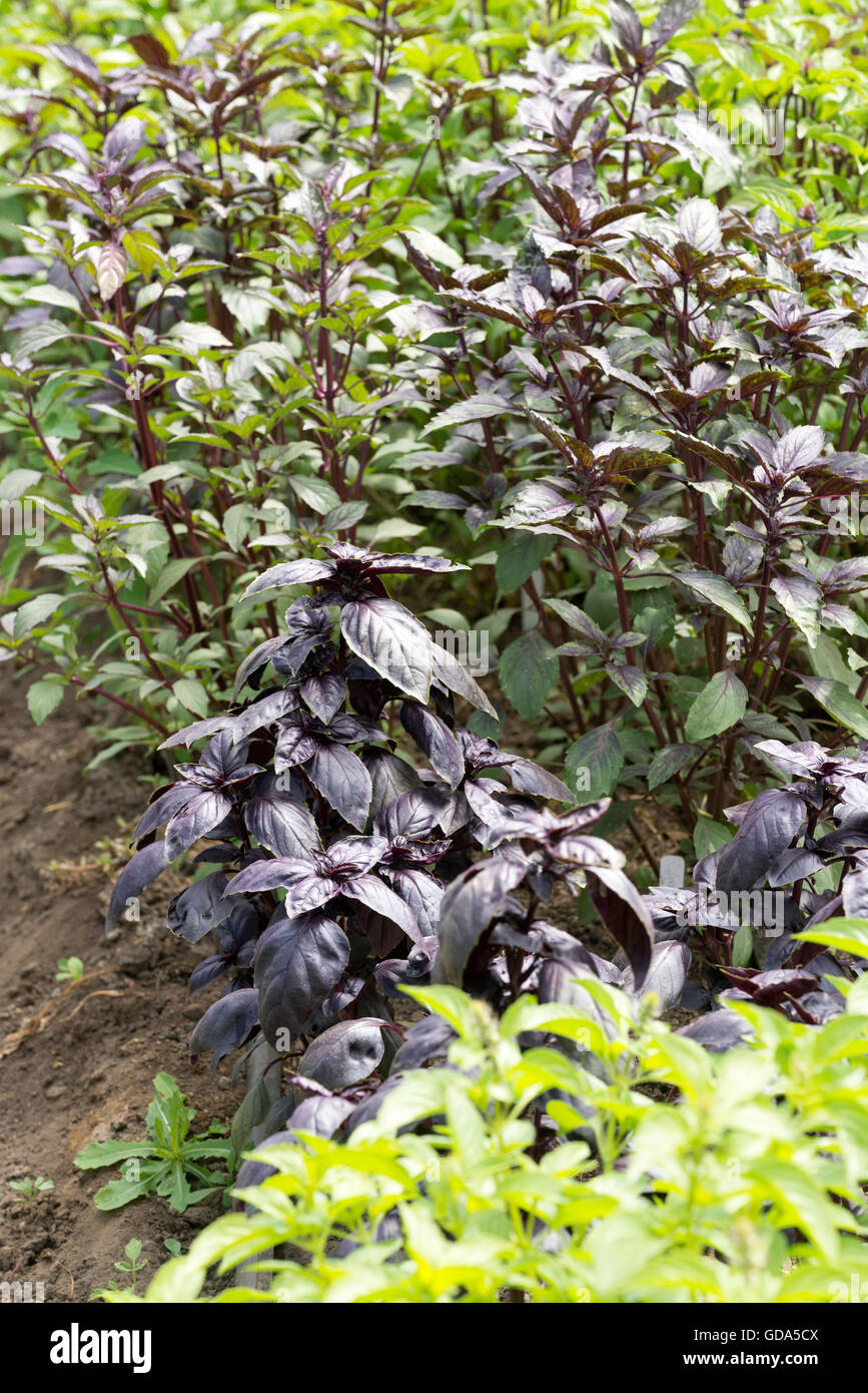 Basil varieties hi-res stock photography and images - Alamy