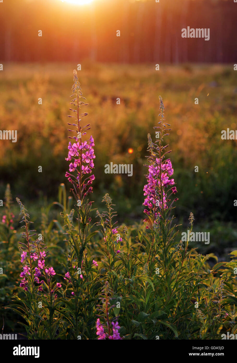 fireweed narrow-leaved Chamerion angustifelium bushes at sunset summer ...