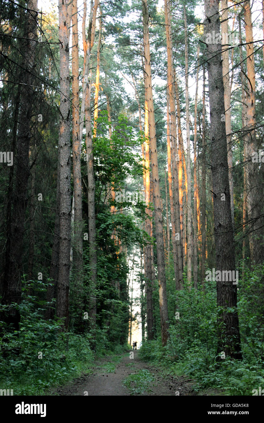 path through a pine forest, lit by the setting summer sun Stock Photo ...