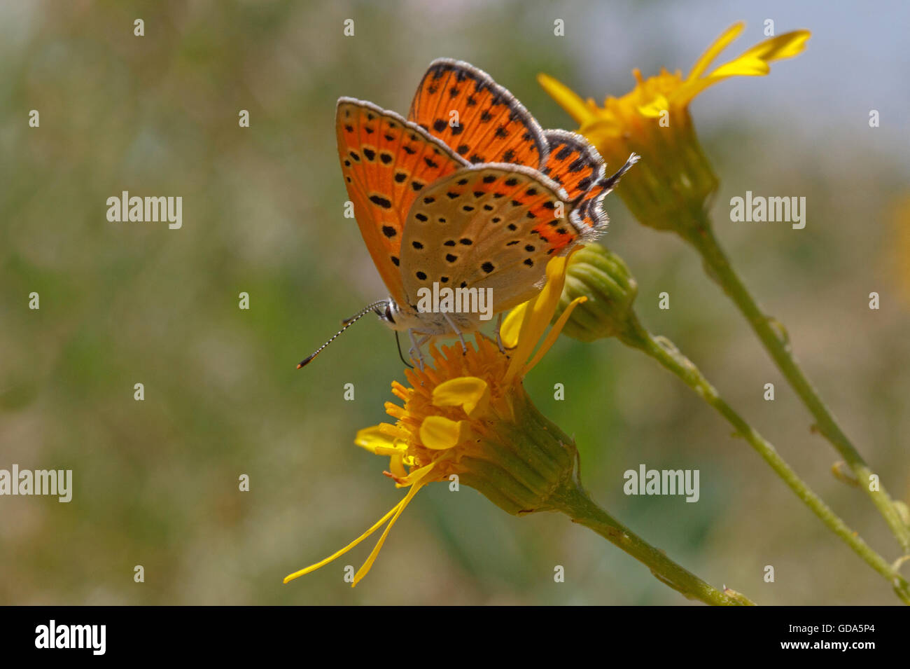 Lesser Fiery Copper butterfly on yellow flower Stock Photo - Alamy