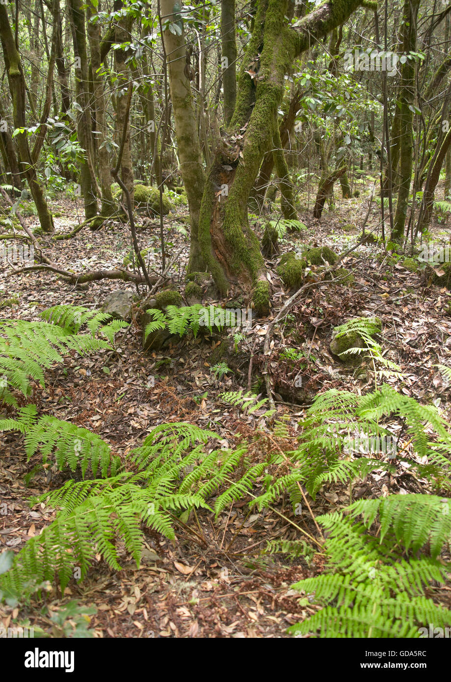 Humid subtropical climate hi-res stock photography and images - Alamy