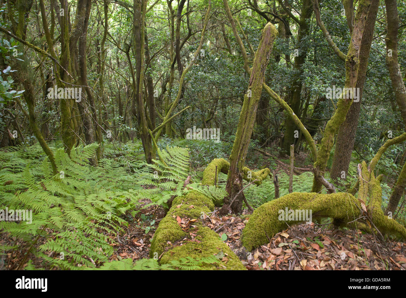 Humid subtropical climate hi-res stock photography and images - Alamy