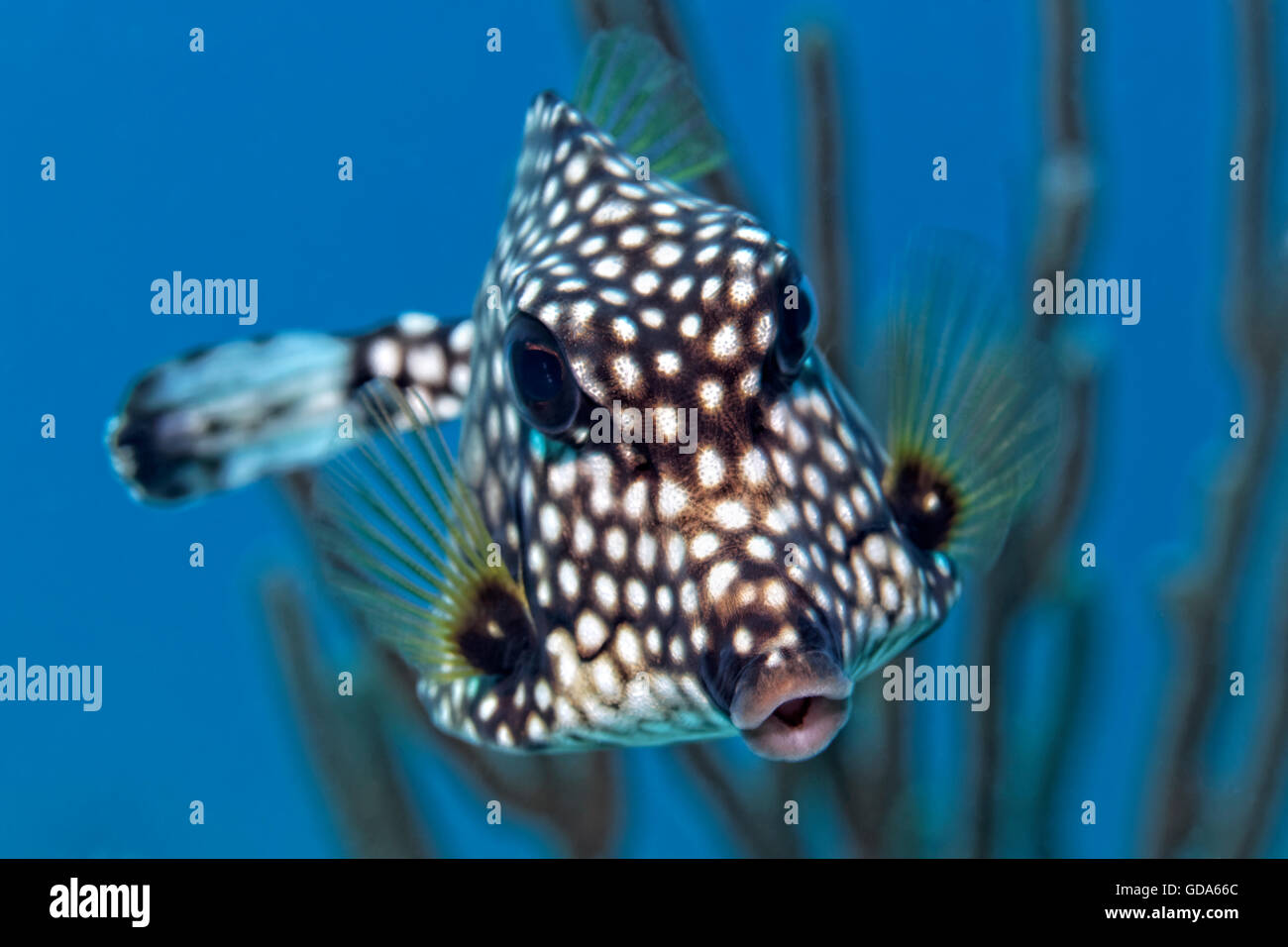 Smooth Trunkfish, Lactophrys triqueter, Caribbean Sea, Barbados Stock ...