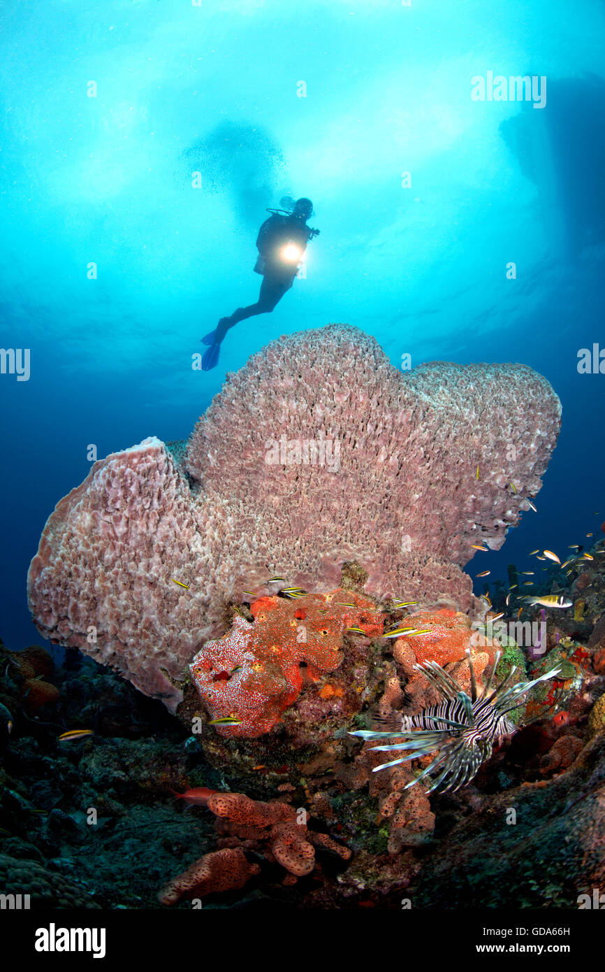 Caribbean giant barrel sponge hi-res stock photography and images - Alamy