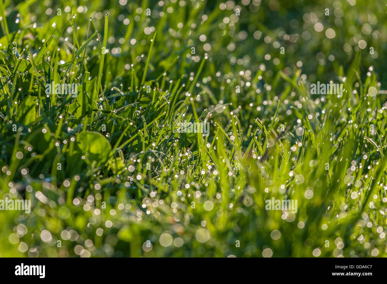 Green dewy grass Stock Photo - Alamy