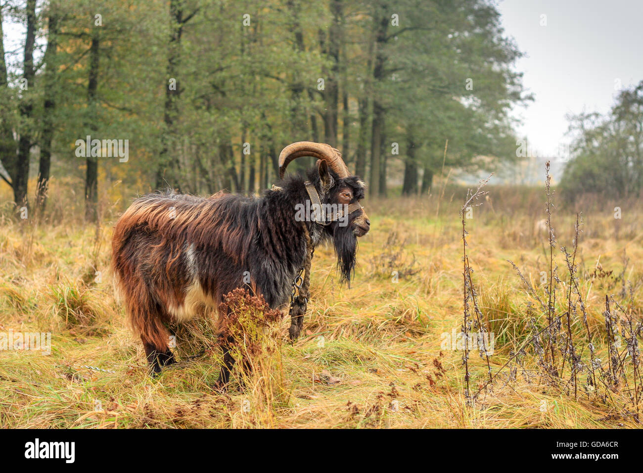 Goat in the meadow Stock Photo - Alamy