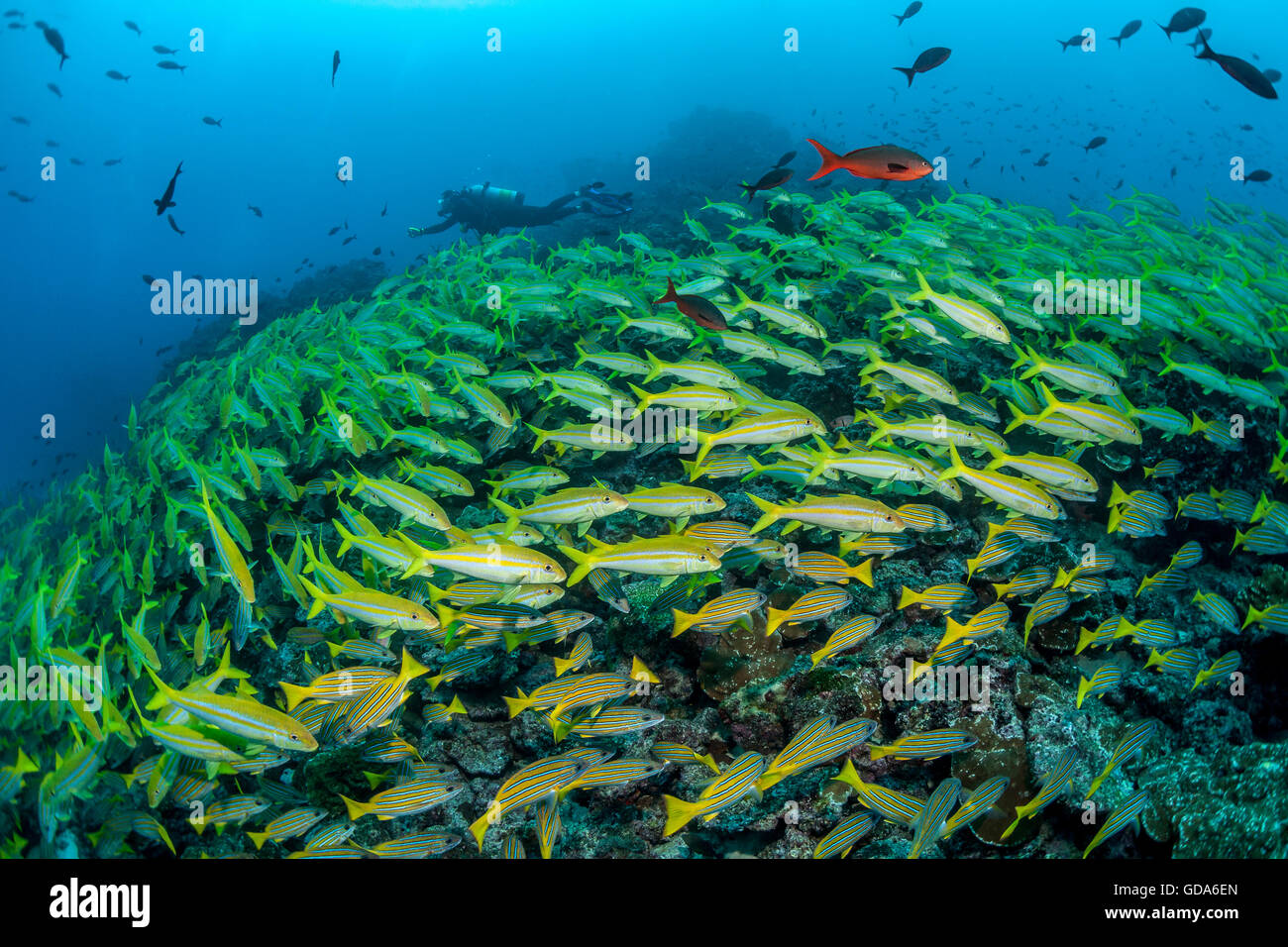 Guanacaste wildlife hi-res stock photography and images - Alamy