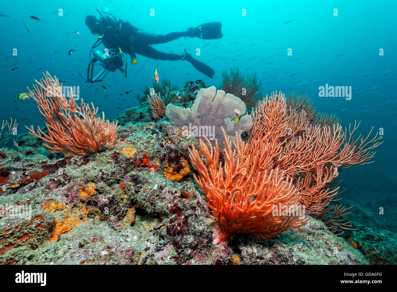 Scuba diving drake bay costa rica hi-res stock photography and images ...