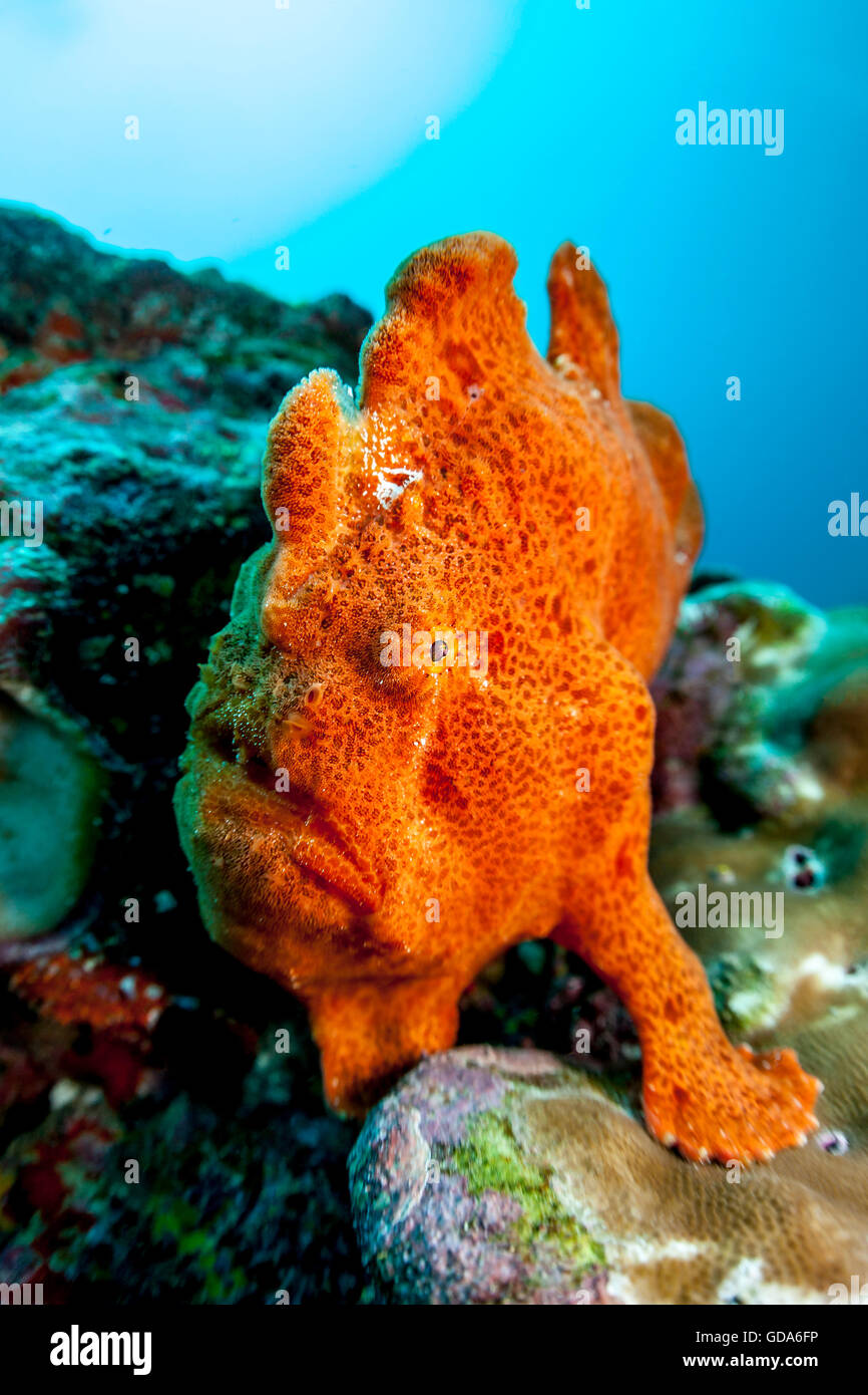 Spotted Frogfish, Antennarius pictus, Cocos Island, Costa Rica Stock ...