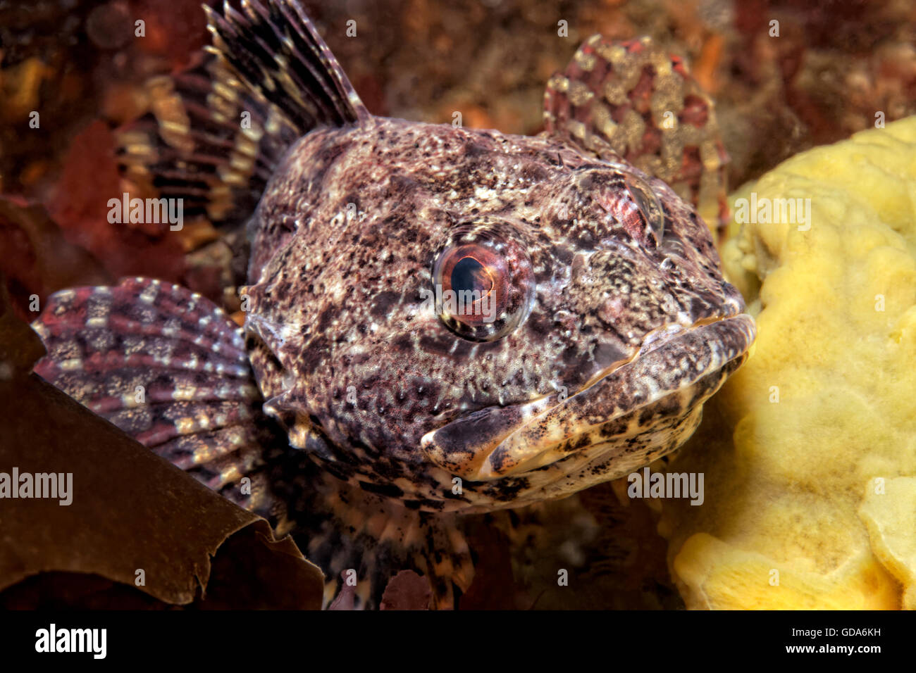 Myoxocephalus Scorpius Stock Photos & Myoxocephalus Scorpius Stock ...