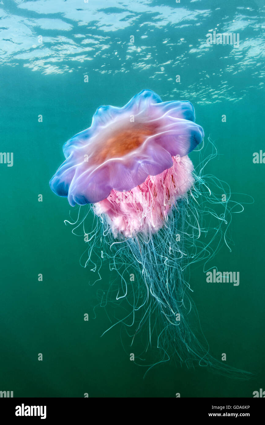 Lions mane jellyfish hi-res stock photography and images - Alamy