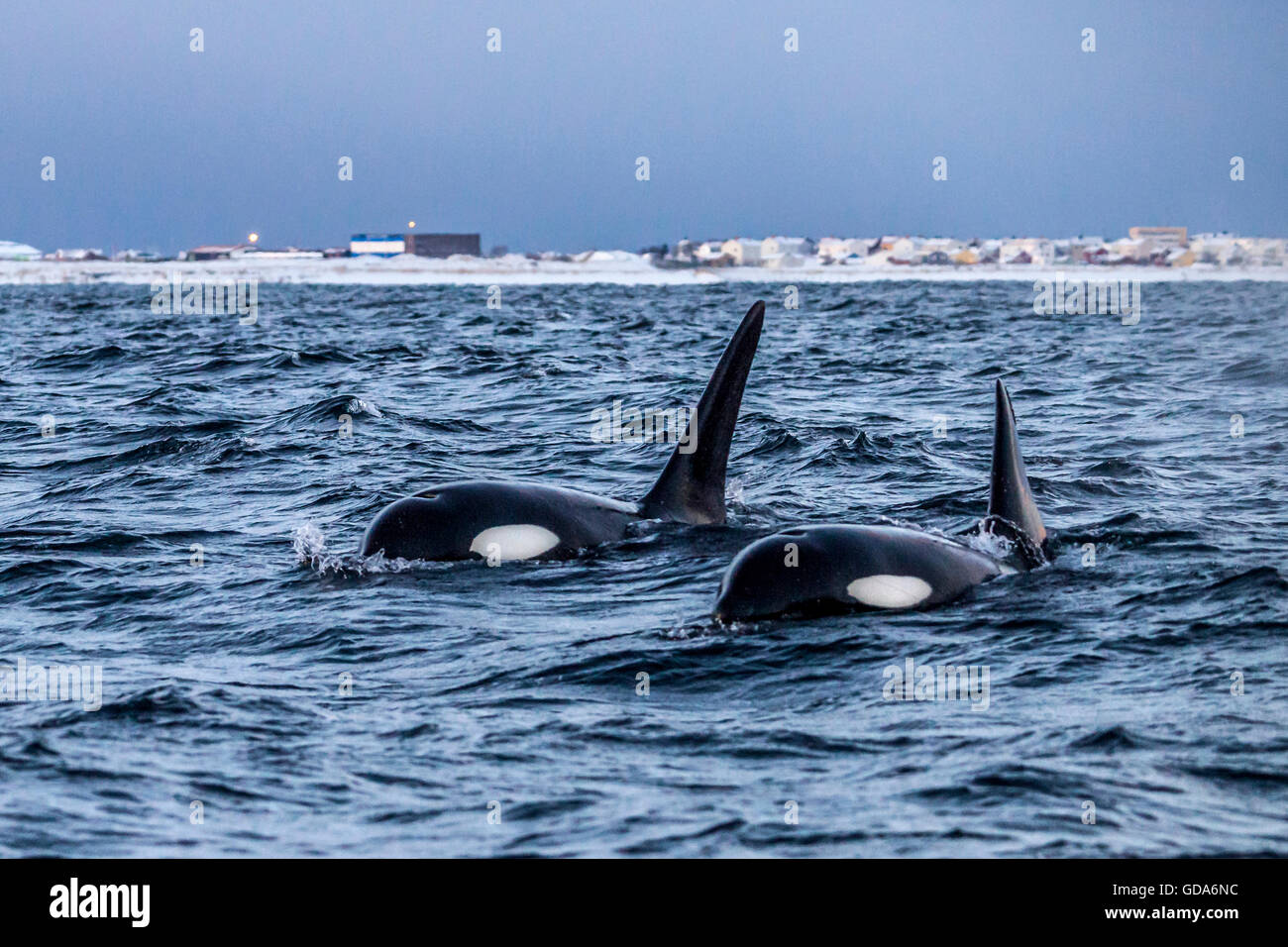 Male orca hi-res stock photography and images - Alamy