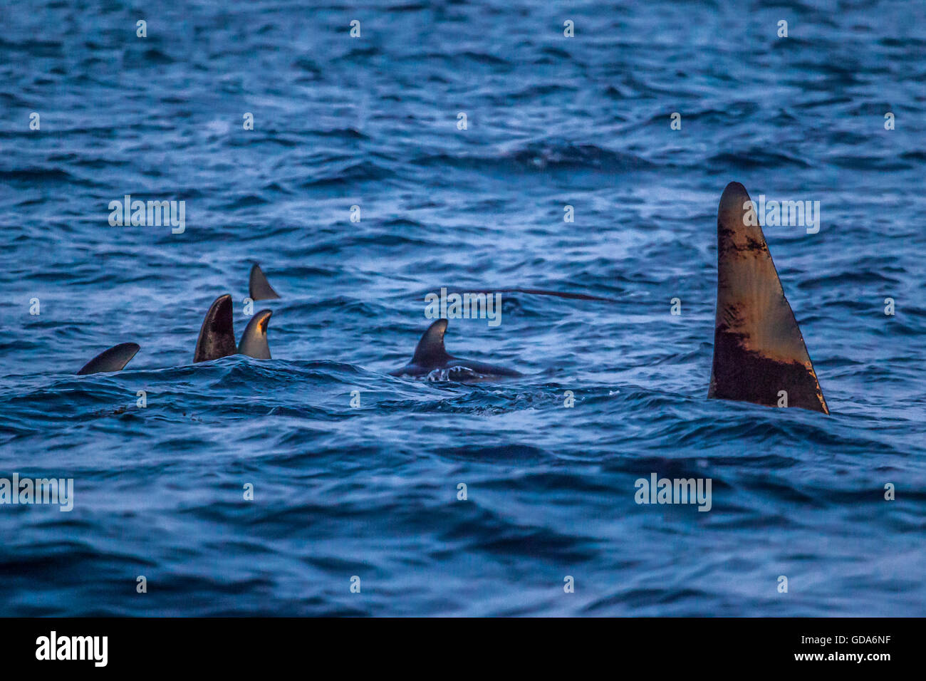 Animal Orca High Resolution Stock Photography and Images - Alamy