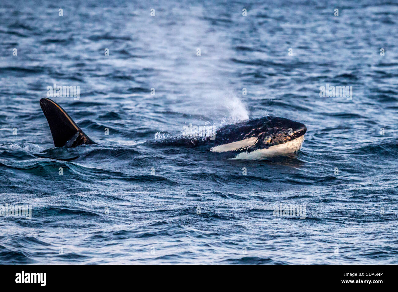 Orca killer whale breathing on hi-res stock photography and images - Alamy