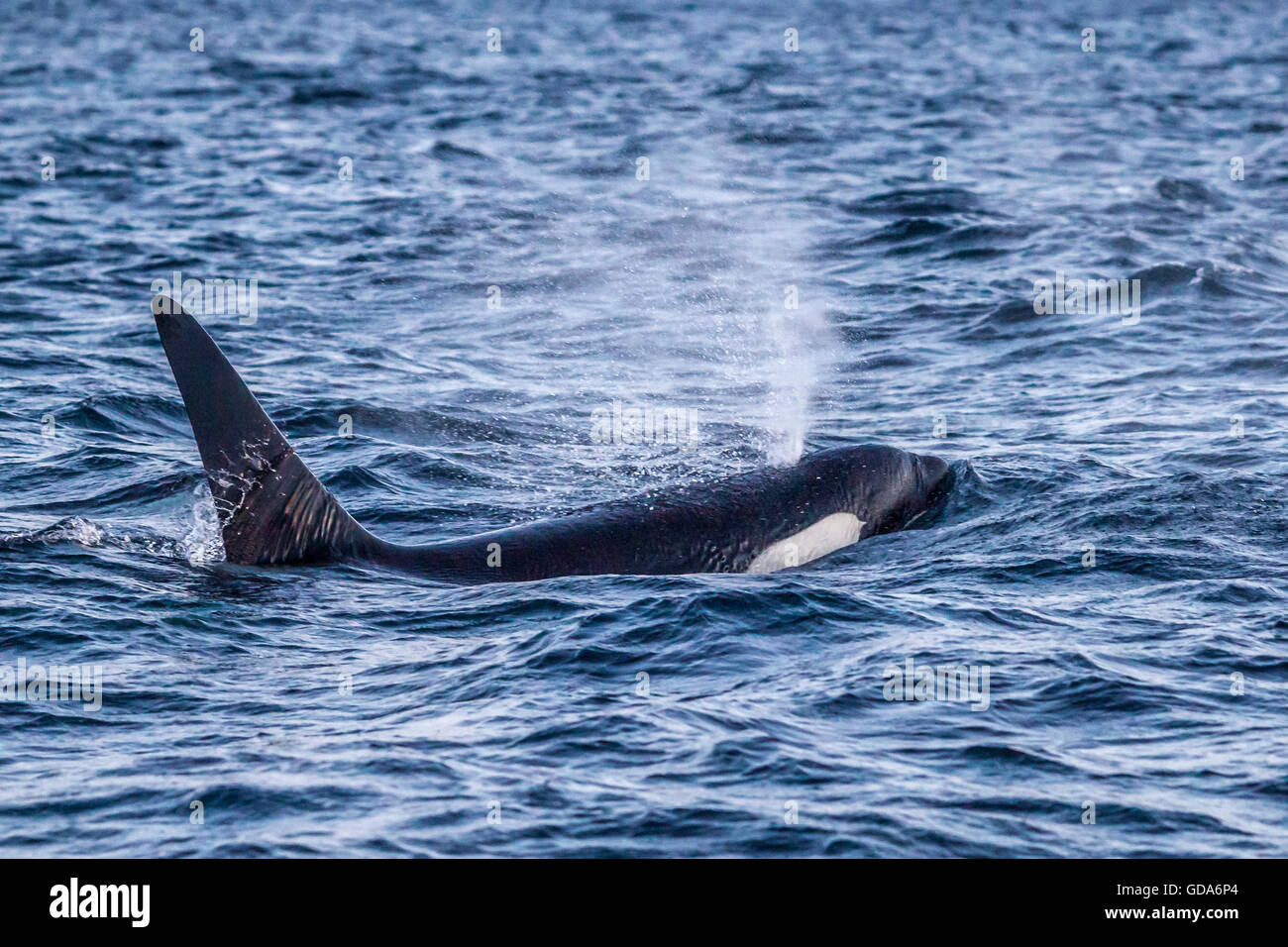 Orca killer whale breathing on hi-res stock photography and images - Alamy