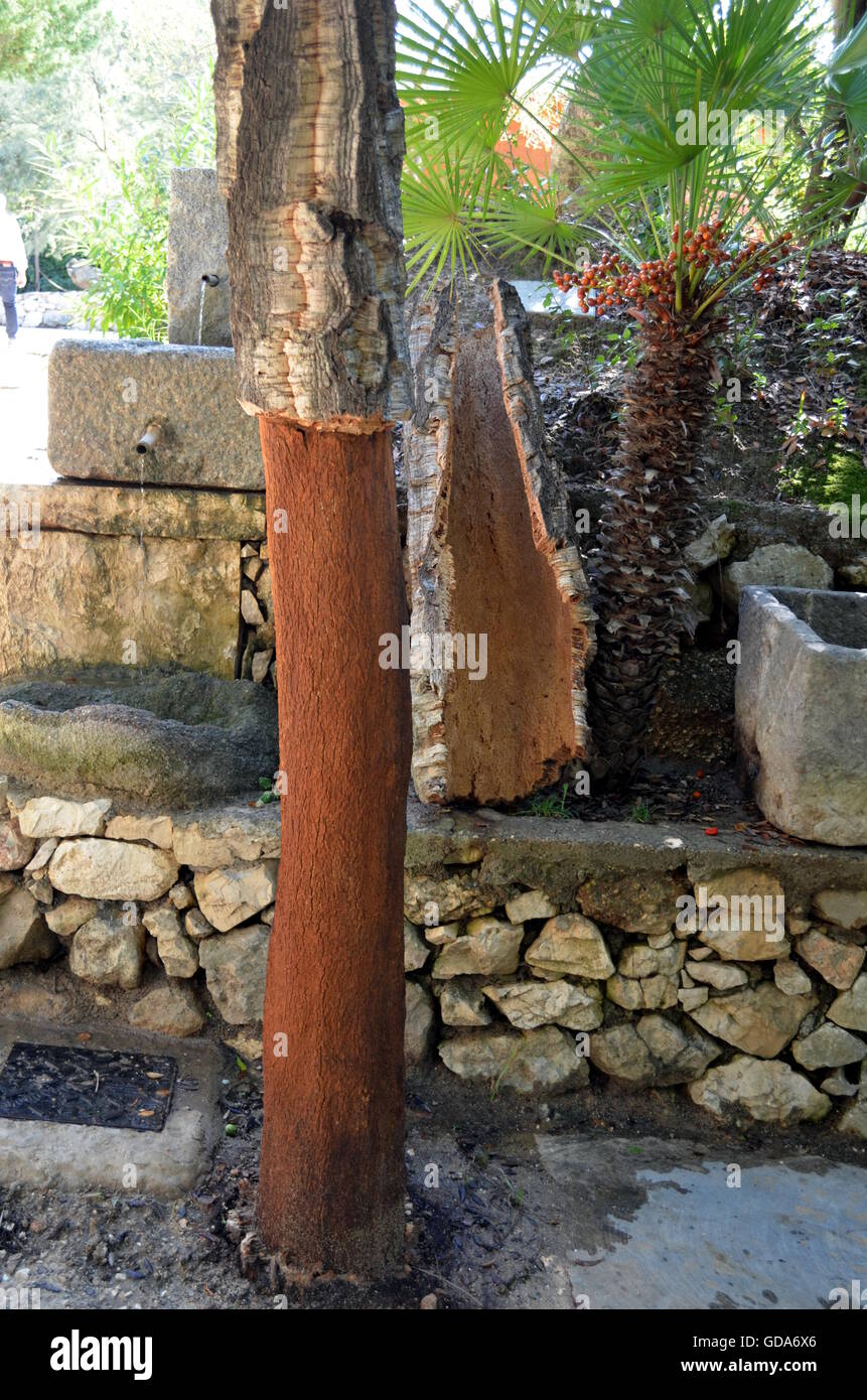 Agriculture axe bark cork hi-res stock photography and images - Alamy