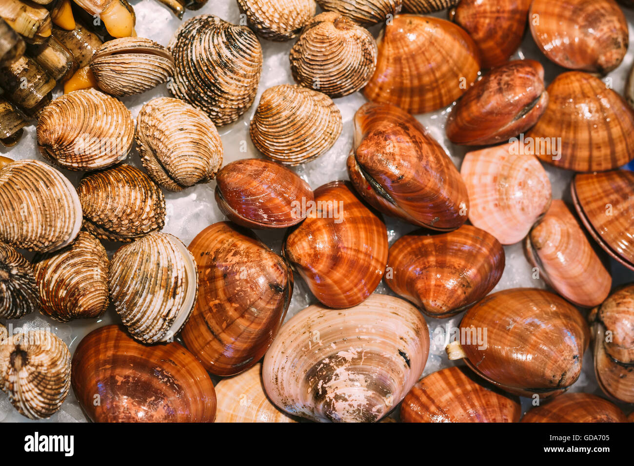Ice shells hi-res stock photography and images - Alamy