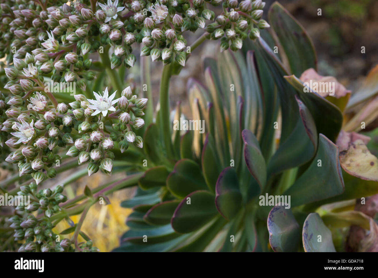 Aeonium urbicum hi-res stock photography and images - Alamy