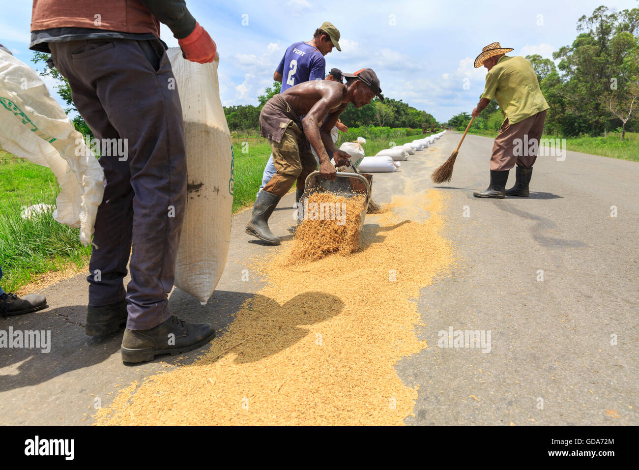 Drying out rice hi-res stock photography and images - Alamy