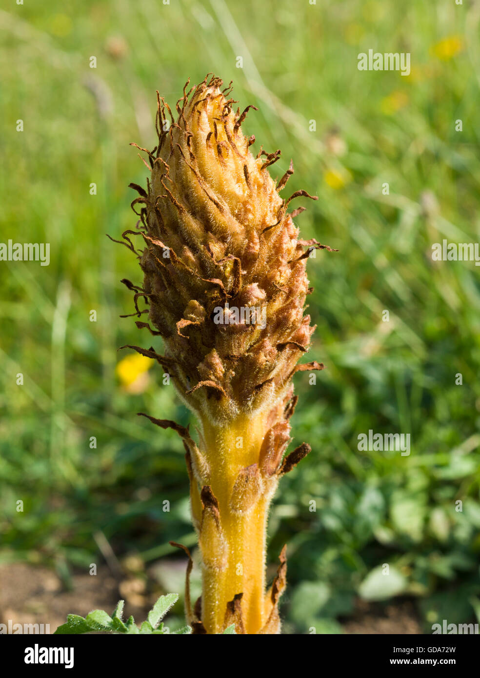 Knapweed Broomrape Orobanche Elatior High Resolution Stock Photography ...