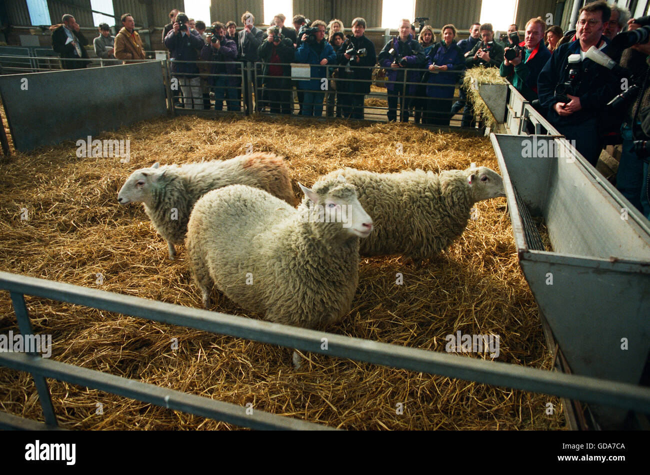 Dolly the first genetically copied sheep is unveiled to the media at ...