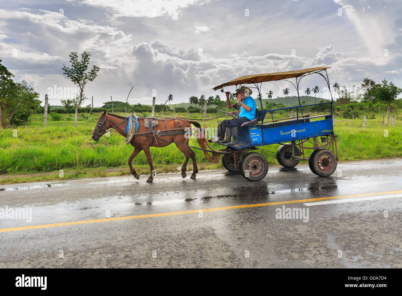 Horse and cart taxi on a rural road in lush landscape, Valle de los ...